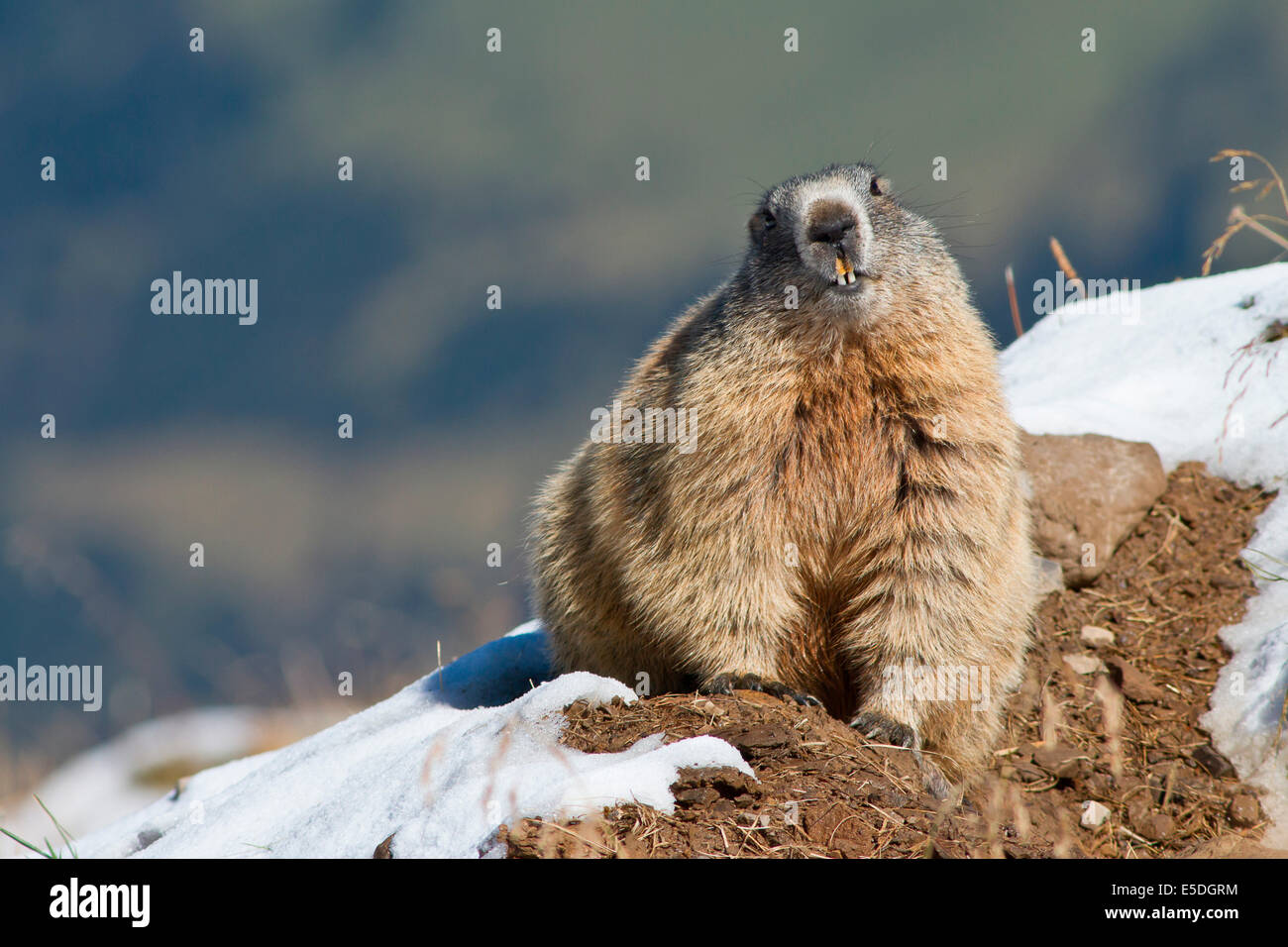 Snow patches -Fotos und -Bildmaterial in hoher Auflösung – Alamy
