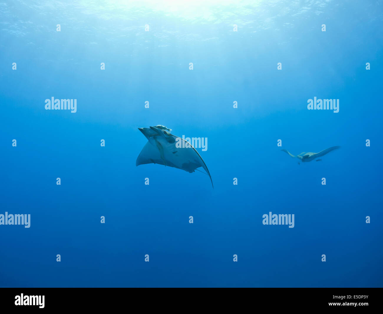 Adlerrochen mobula -Fotos und -Bildmaterial in hoher Auflösung – Alamy