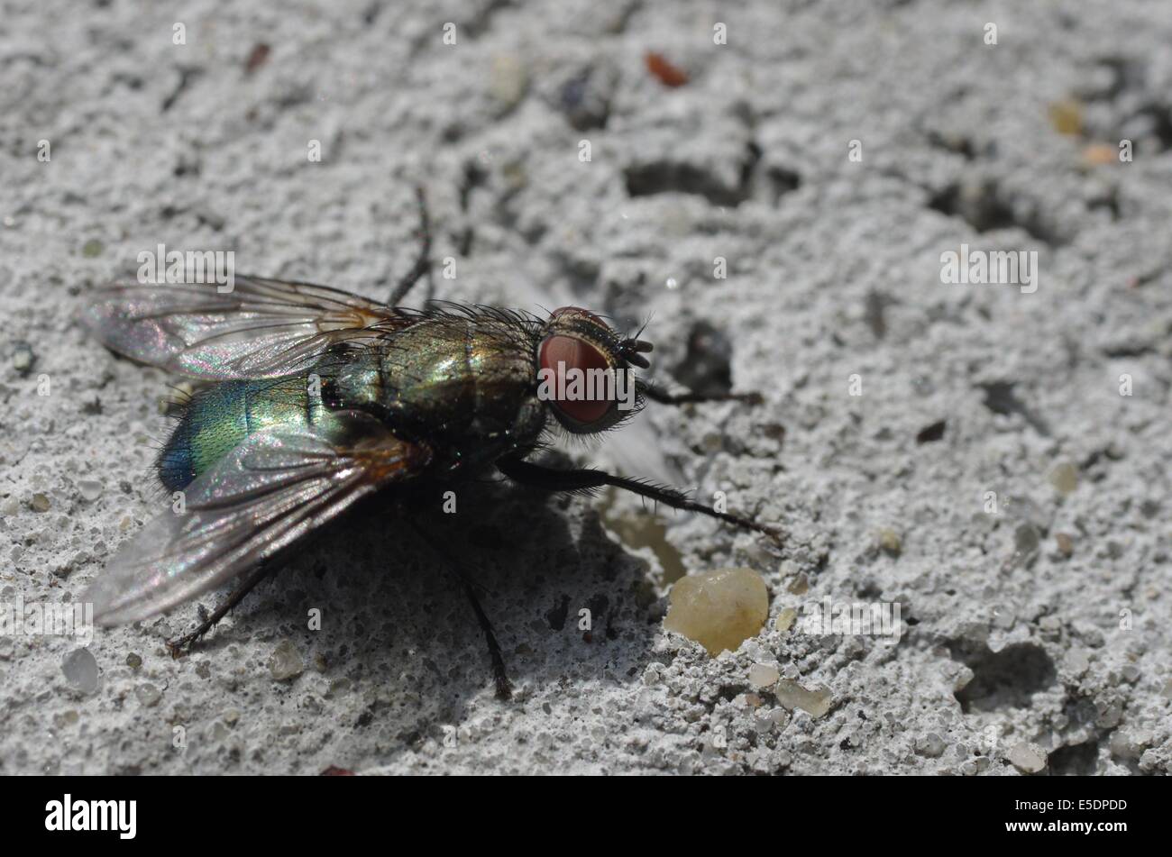 Insekten bluebottle -Fotos und -Bildmaterial in hoher Auflösung – Alamy