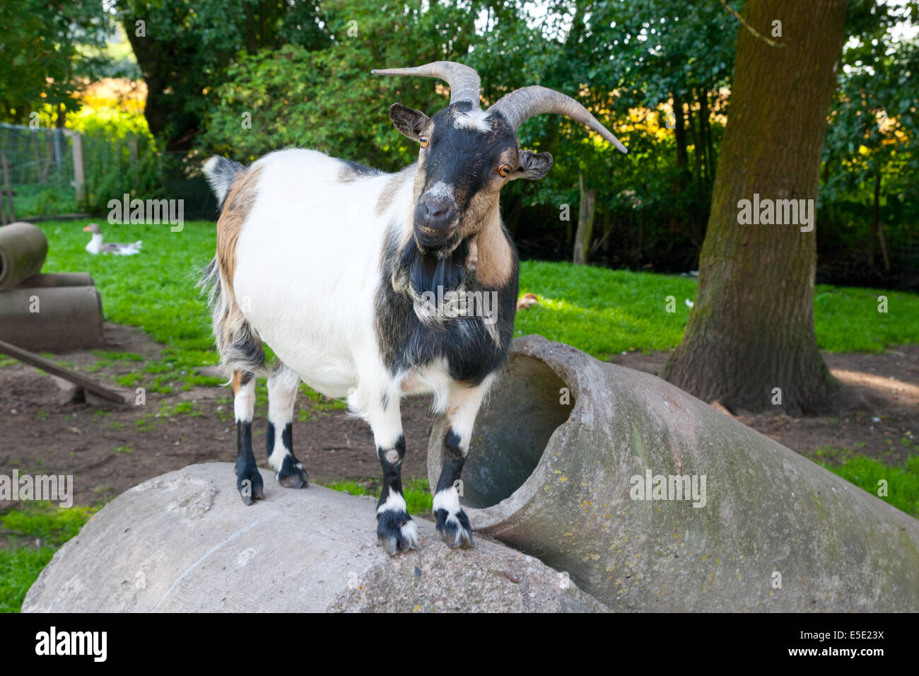 Ziegenbock Bock Ziege Horn Hoerner Portrait Zaehne Gebiss fiel Bart ...