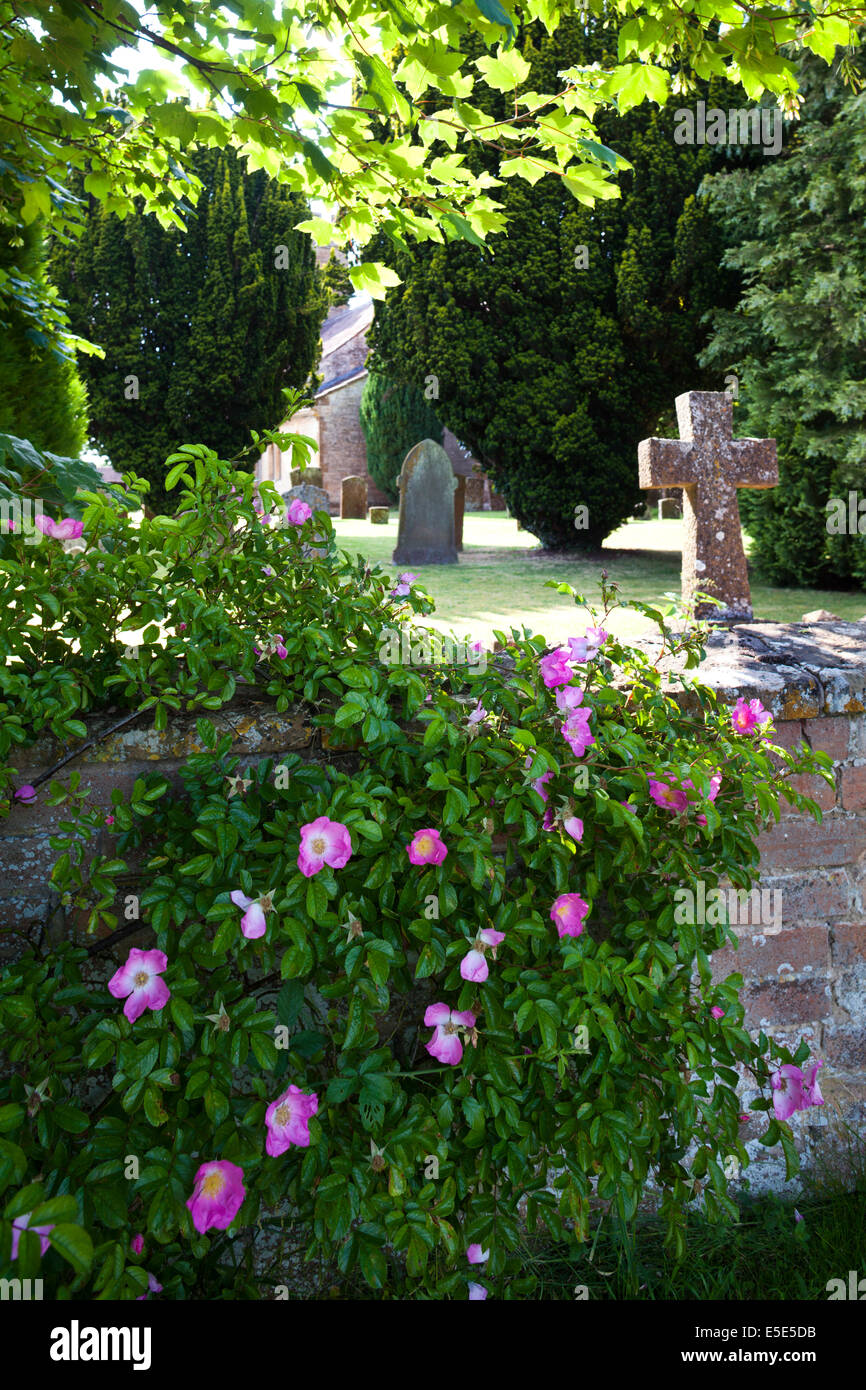 Wilden Heckenrose (Rosa Canina) blühen auf der Friedhofsmauer bei ...