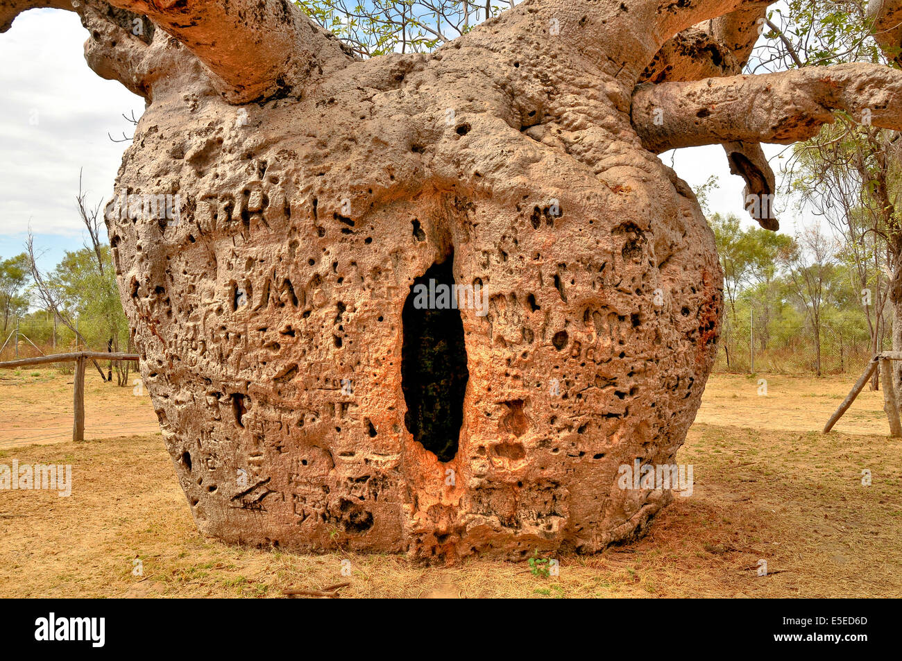 Gefängnis boab baum -Fotos und -Bildmaterial in hoher Auflösung – Alamy