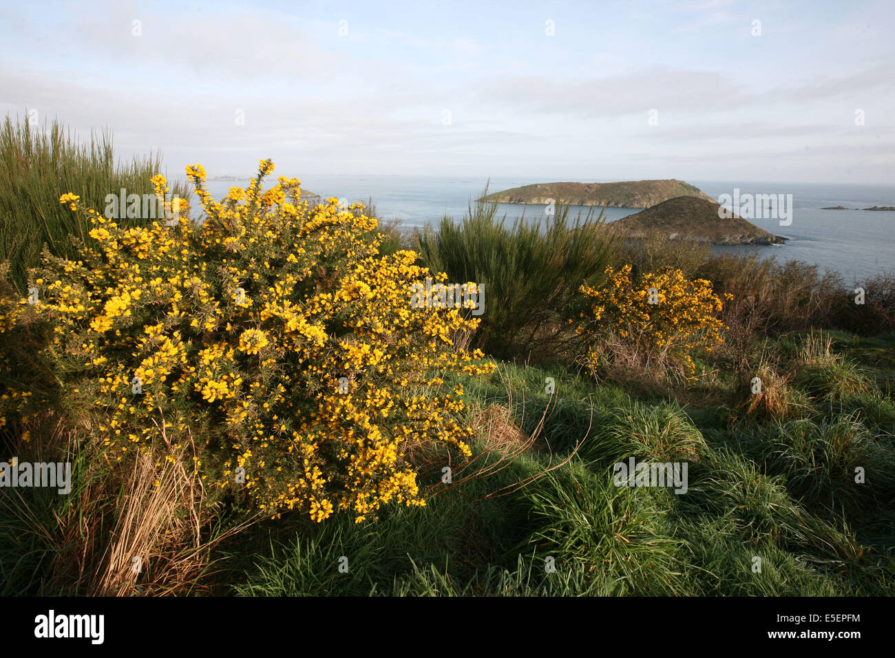 Frankreich, Bretagne, cotes d'Armour, baie de paimpol, cote du goelo ...