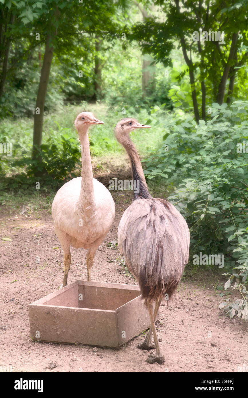 Zwei strauße -Fotos und -Bildmaterial in hoher Auflösung – Alamy