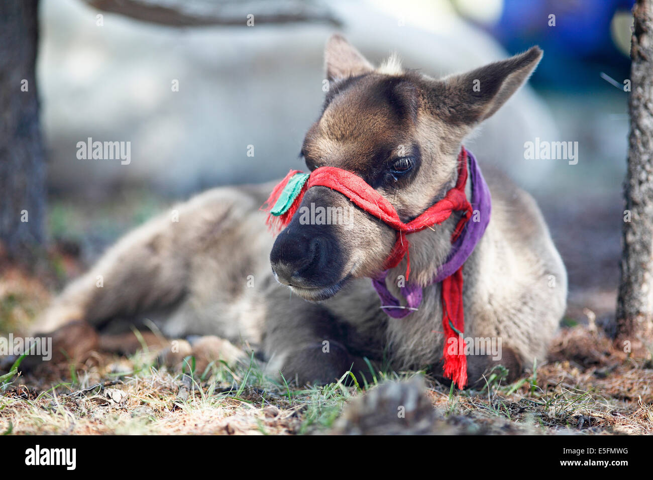 Rentier kalb -Fotos und -Bildmaterial in hoher Auflösung – Alamy