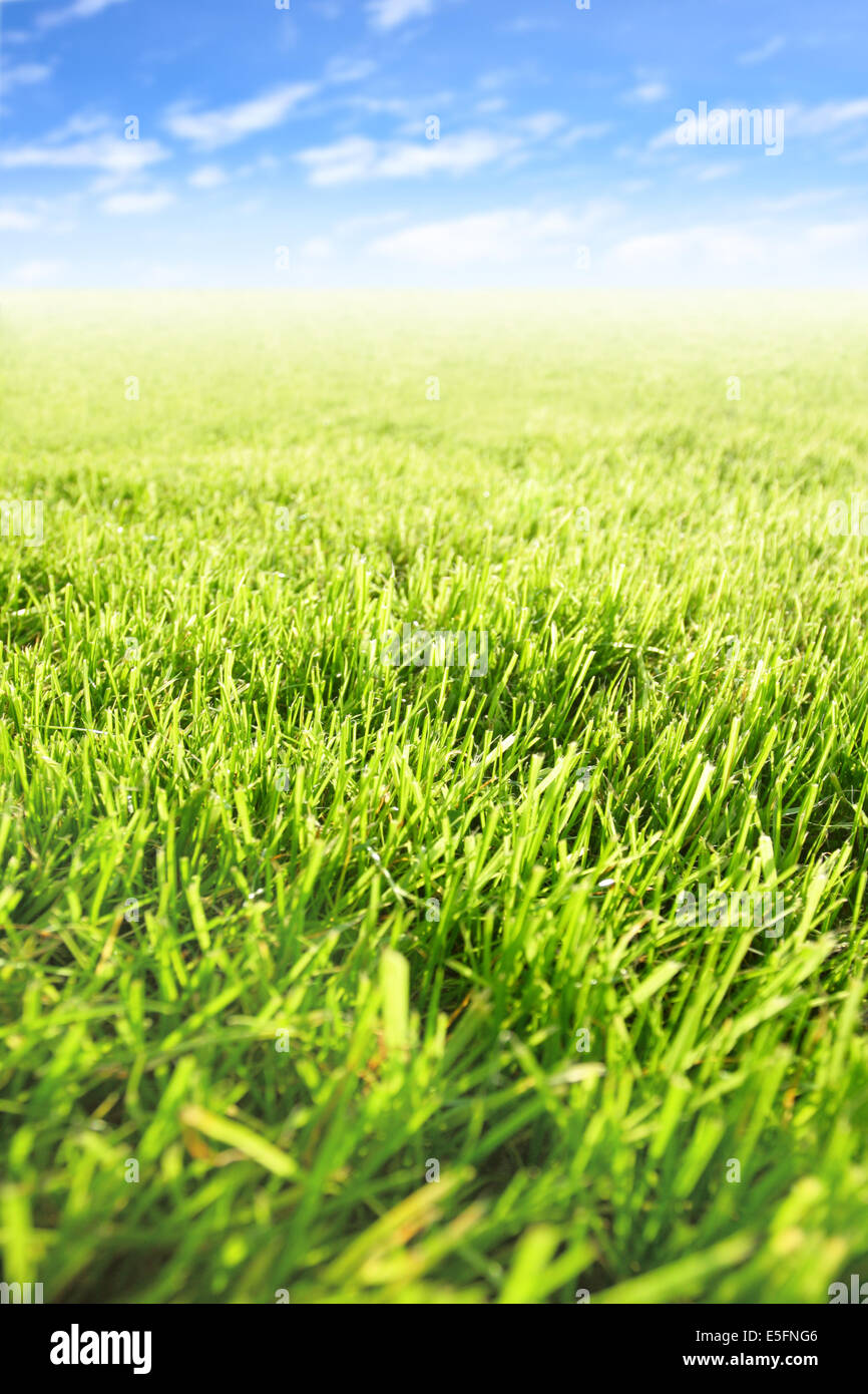 Gras grundstück -Fotos und -Bildmaterial in hoher Auflösung – Alamy