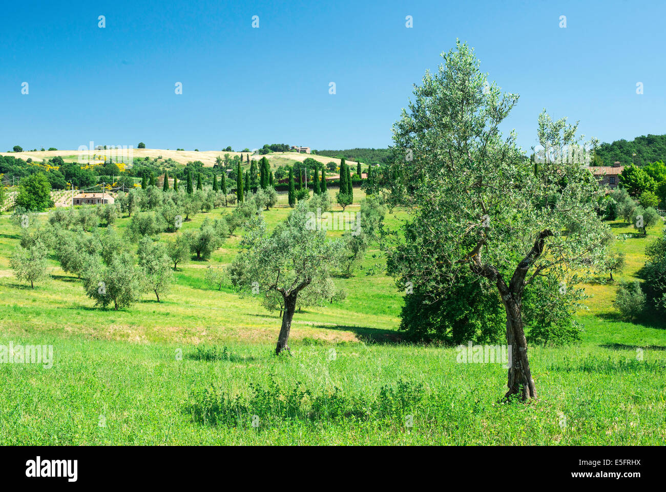 Olivenbäume in Italien, Toskana Stockfotografie - Alamy