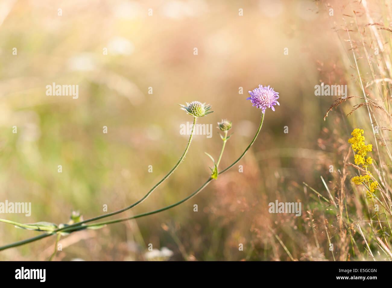 Wilde pflanze wilde blume -Fotos und -Bildmaterial in hoher Auflösung ...