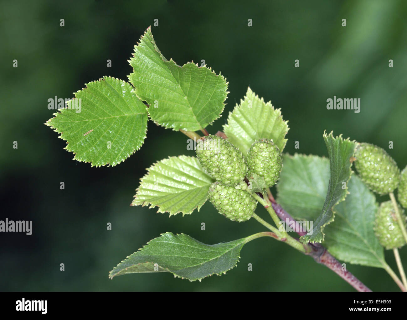 Grüne erle alnus viridis -Fotos und -Bildmaterial in hoher Auflösung ...
