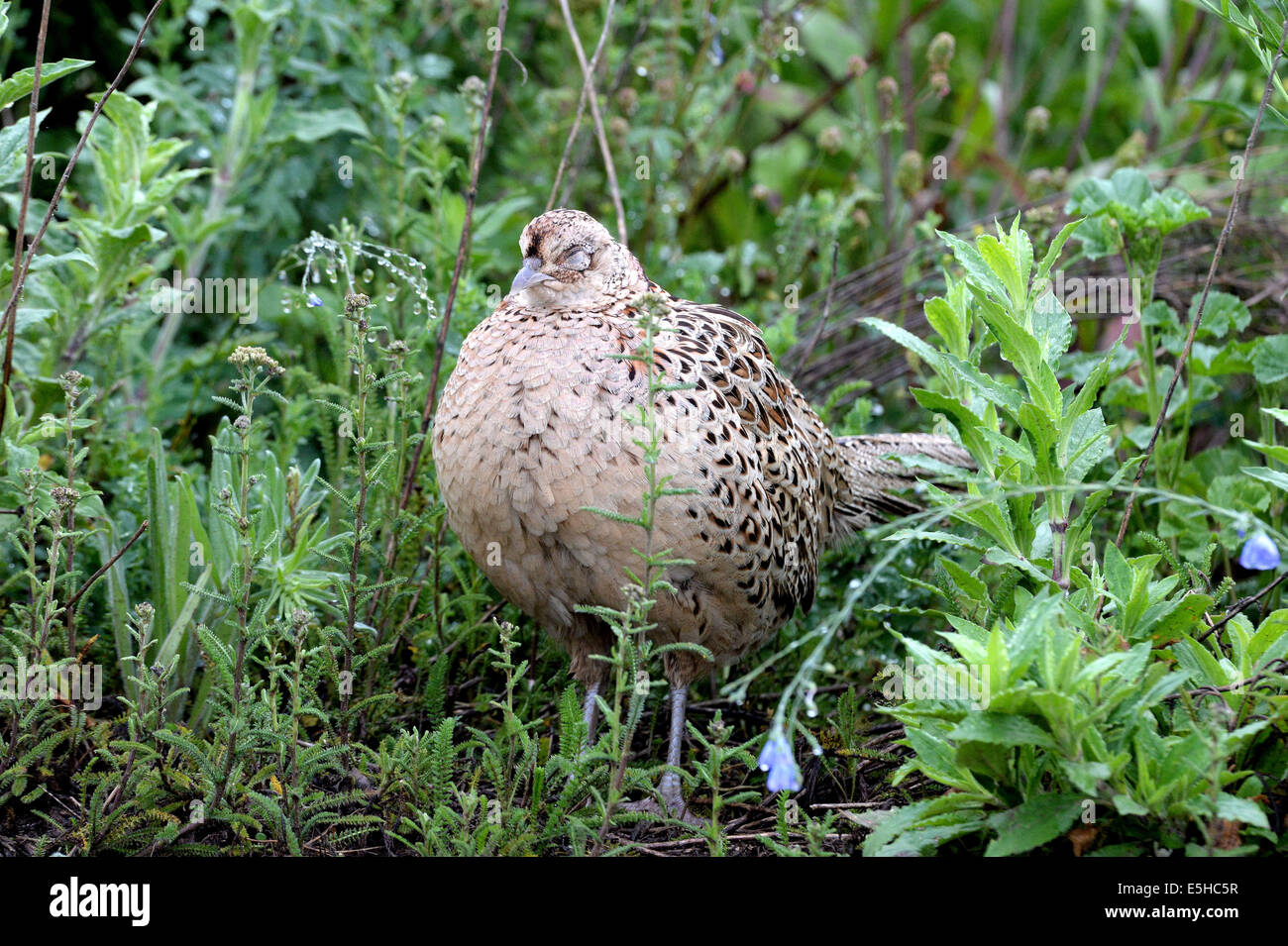 Phasianus colchicus mongolicus -Fotos und -Bildmaterial in hoher ...