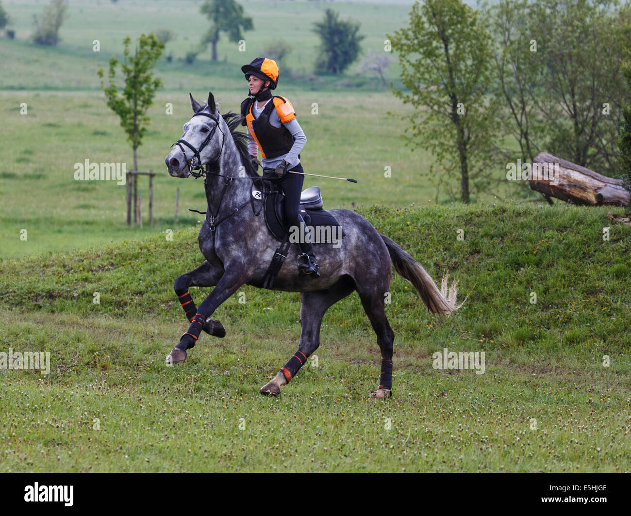 Holsteiner pferd -Fotos und -Bildmaterial in hoher Auflösung – Alamy