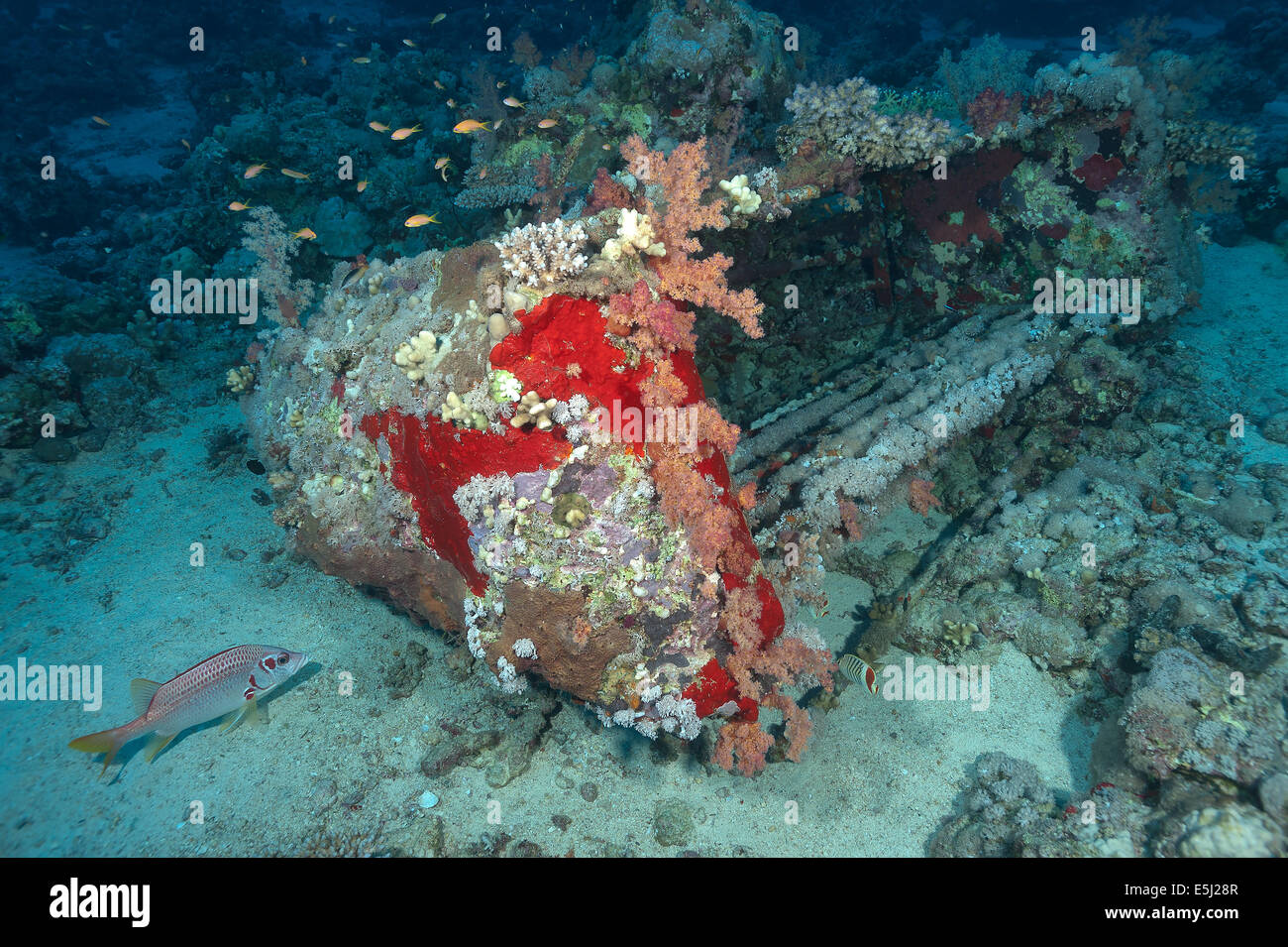 Jacques cousteau conshelf -Fotos und -Bildmaterial in hoher Auflösung ...