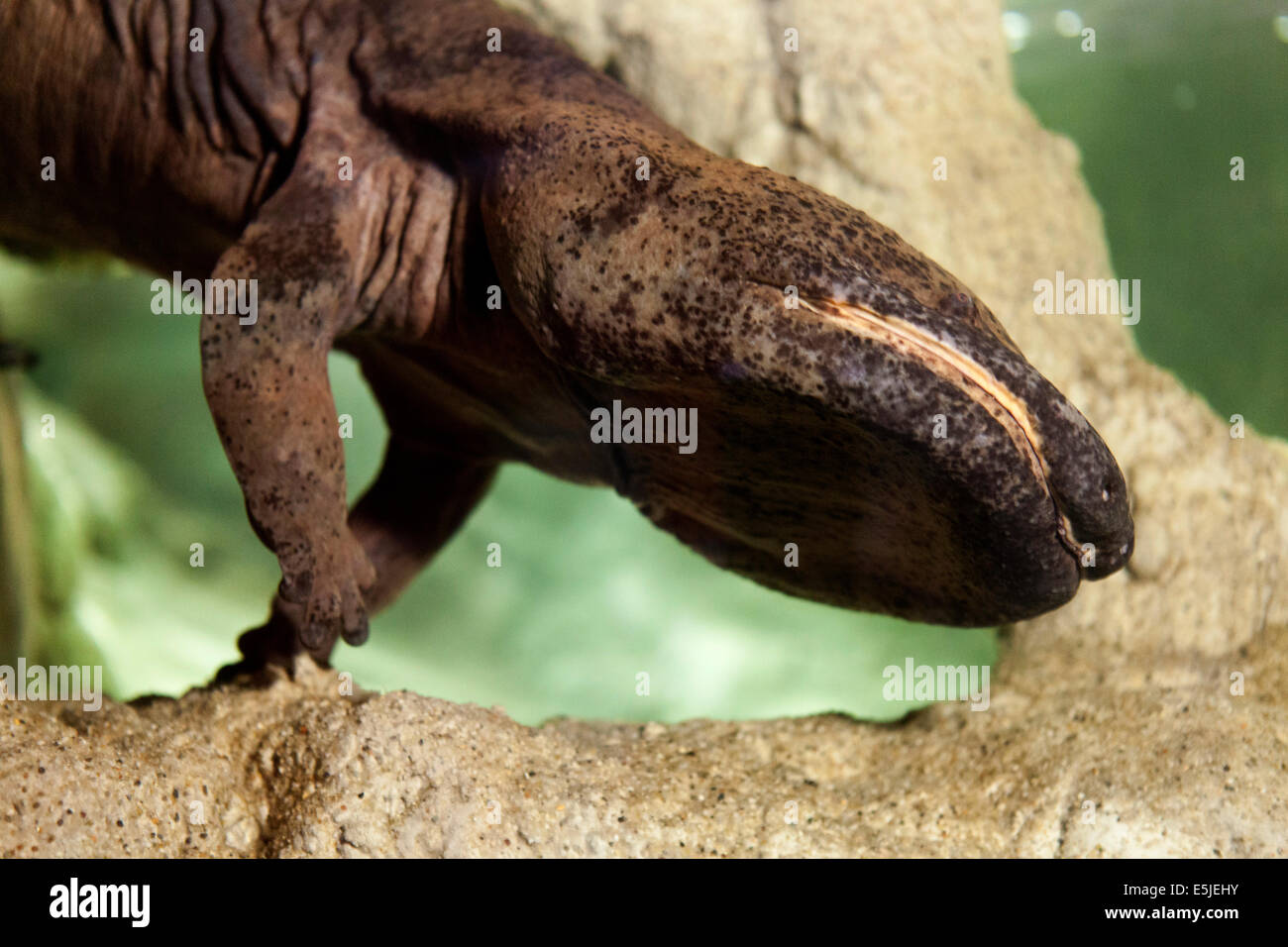 Riesensalamander aquarium -Fotos und -Bildmaterial in hoher Auflösung ...