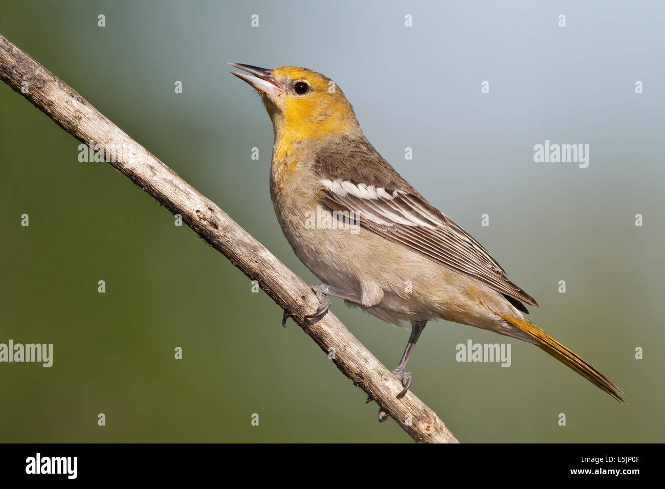 Ochsen pirol icterus bullockii -Fotos und -Bildmaterial in hoher ...