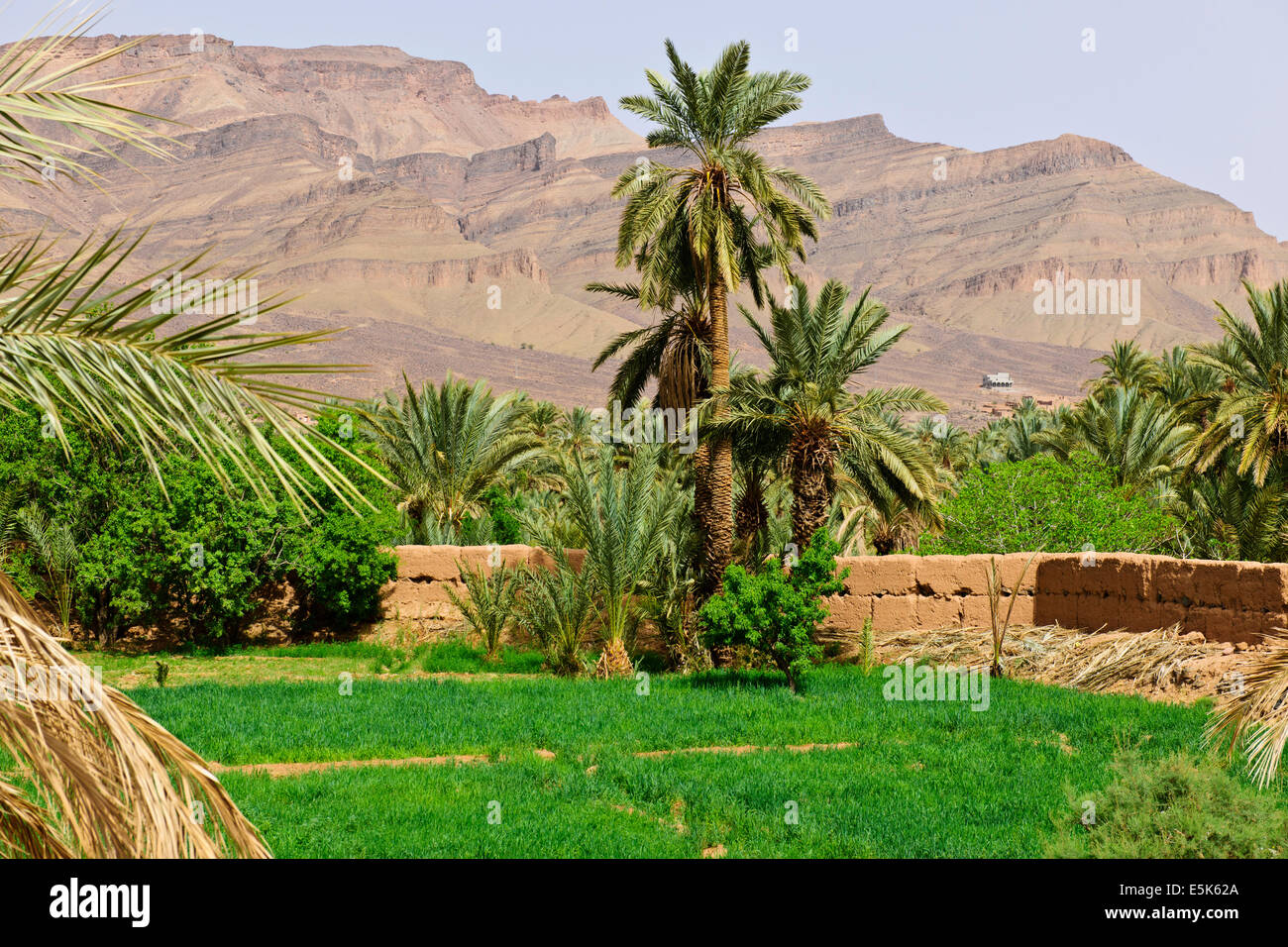 Algeria north africa agriculture farming -Fotos und -Bildmaterial in ...