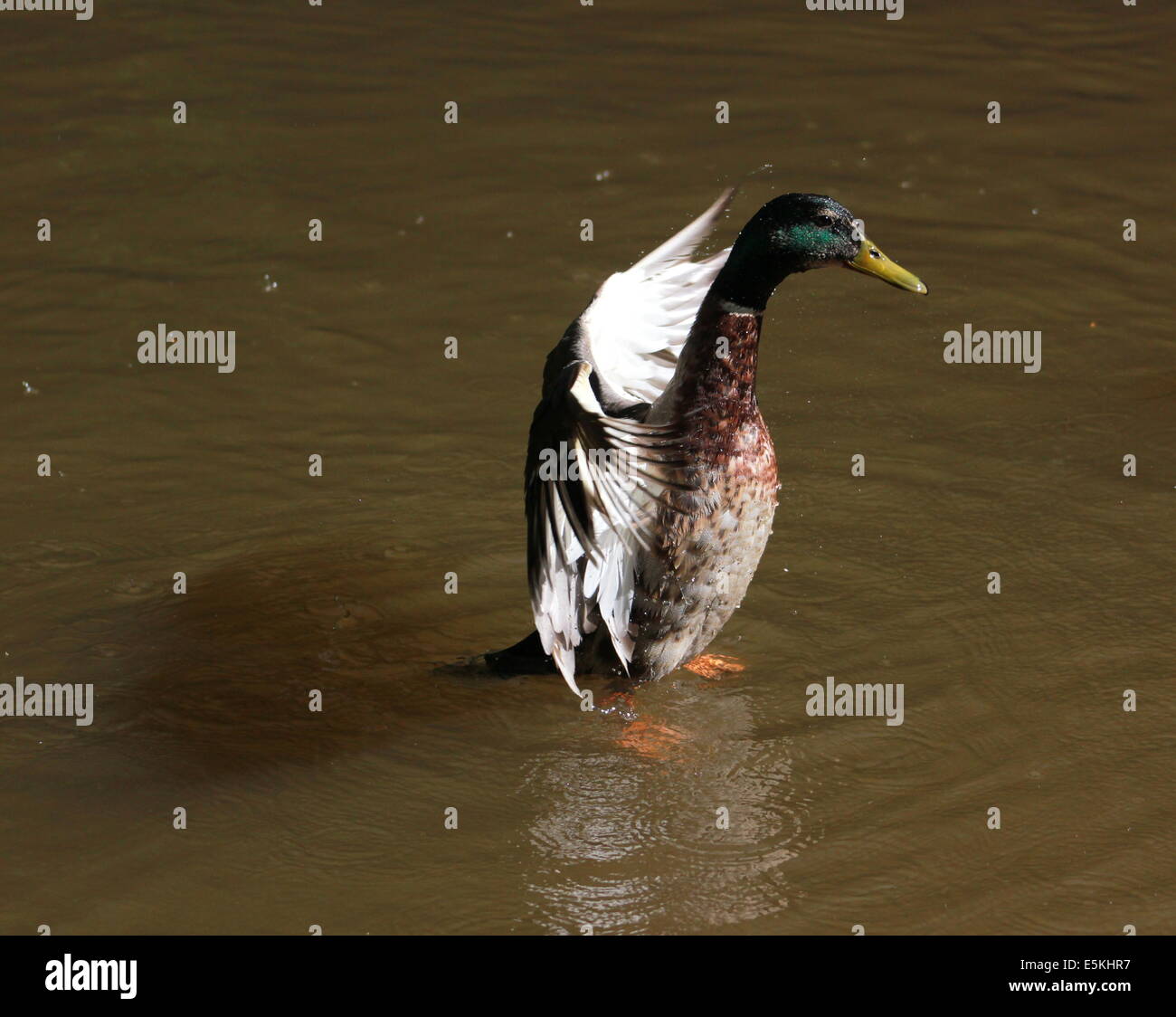 Flattern mit -Fotos und -Bildmaterial in hoher Auflösung – Alamy