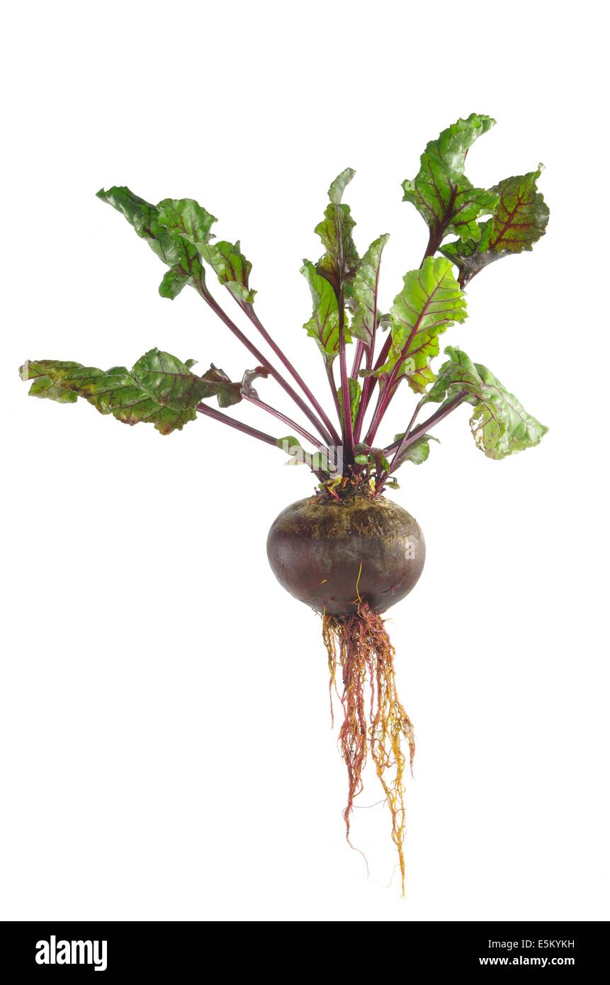 Rote bete beet garten Ausgeschnittene Stockfotos und -bilder - Alamy
