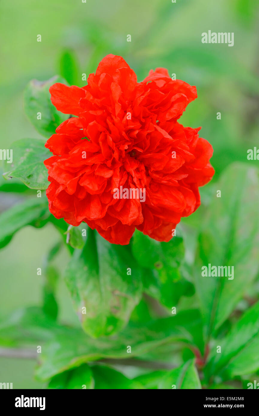 Granatapfel Baum Stockfotos und -bilder Kaufen - Alamy