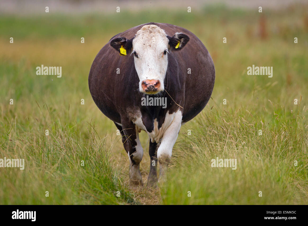 Rind-Kuh mit Kalb Cley Sümpfe Norfolk schwanger Stockfotografie - Alamy