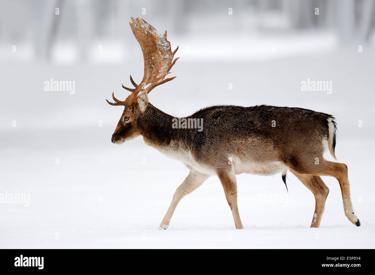 Damhirsch (Dama Dama), Hirsch in Winter, North Rhine-Westphalia ...