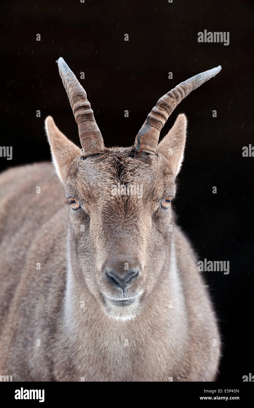 Alpen steinbock capra ibex -Fotos und -Bildmaterial in hoher Auflösung ...