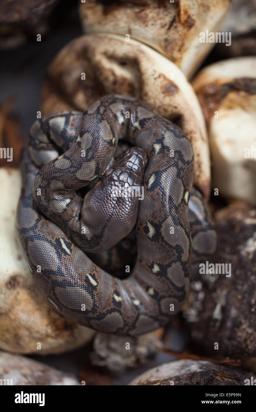 Netzartige pythons -Fotos und -Bildmaterial in hoher Auflösung – Alamy