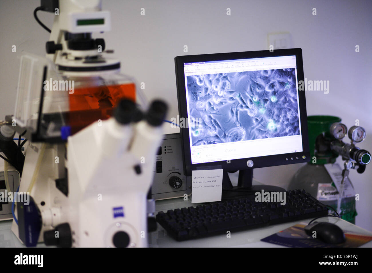 Struktur und Tätigkeit des normalen und pathologischen Biomoleküle ...