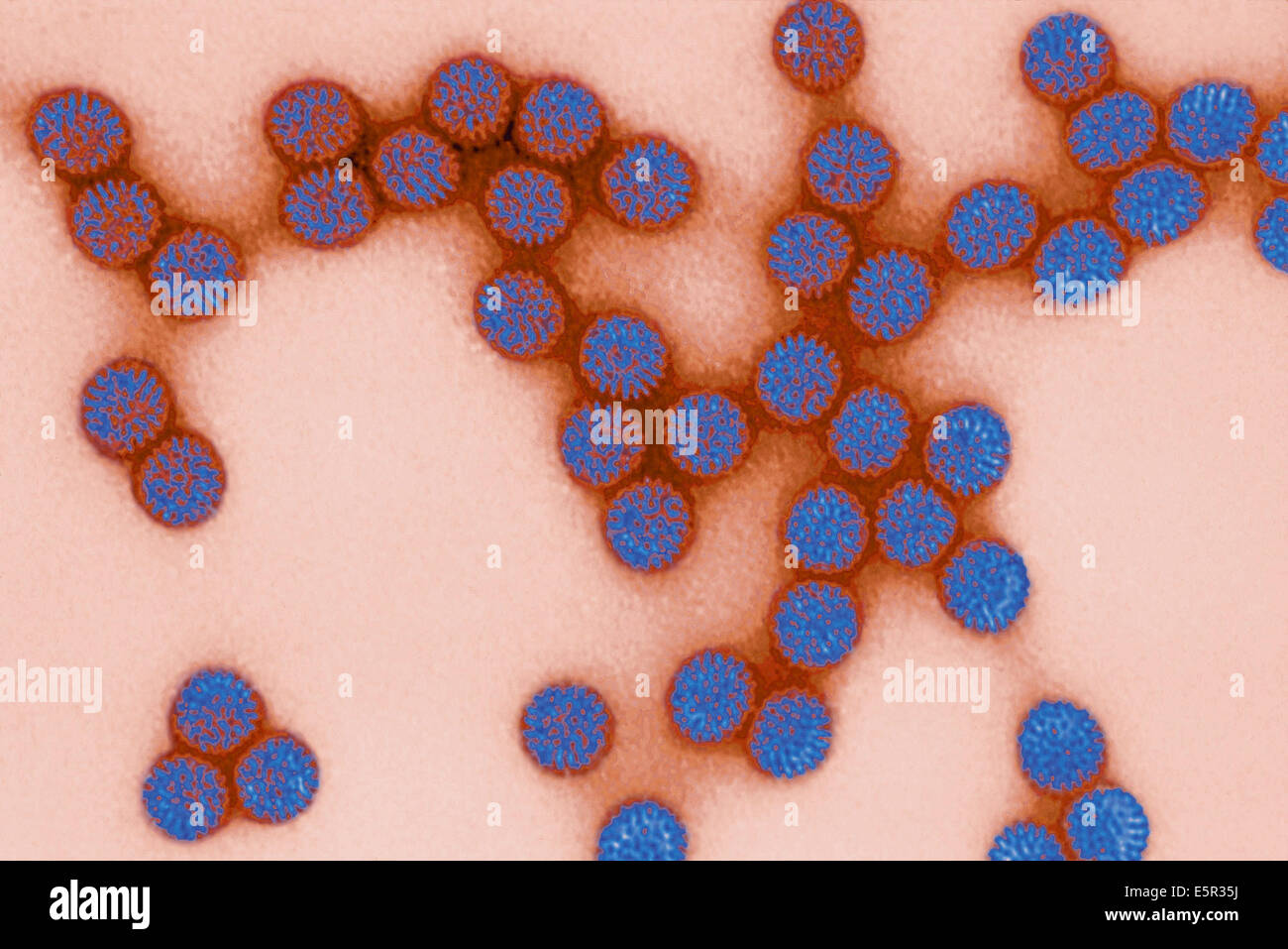 Rotavirus tem -Fotos und -Bildmaterial in hoher Auflösung – Alamy