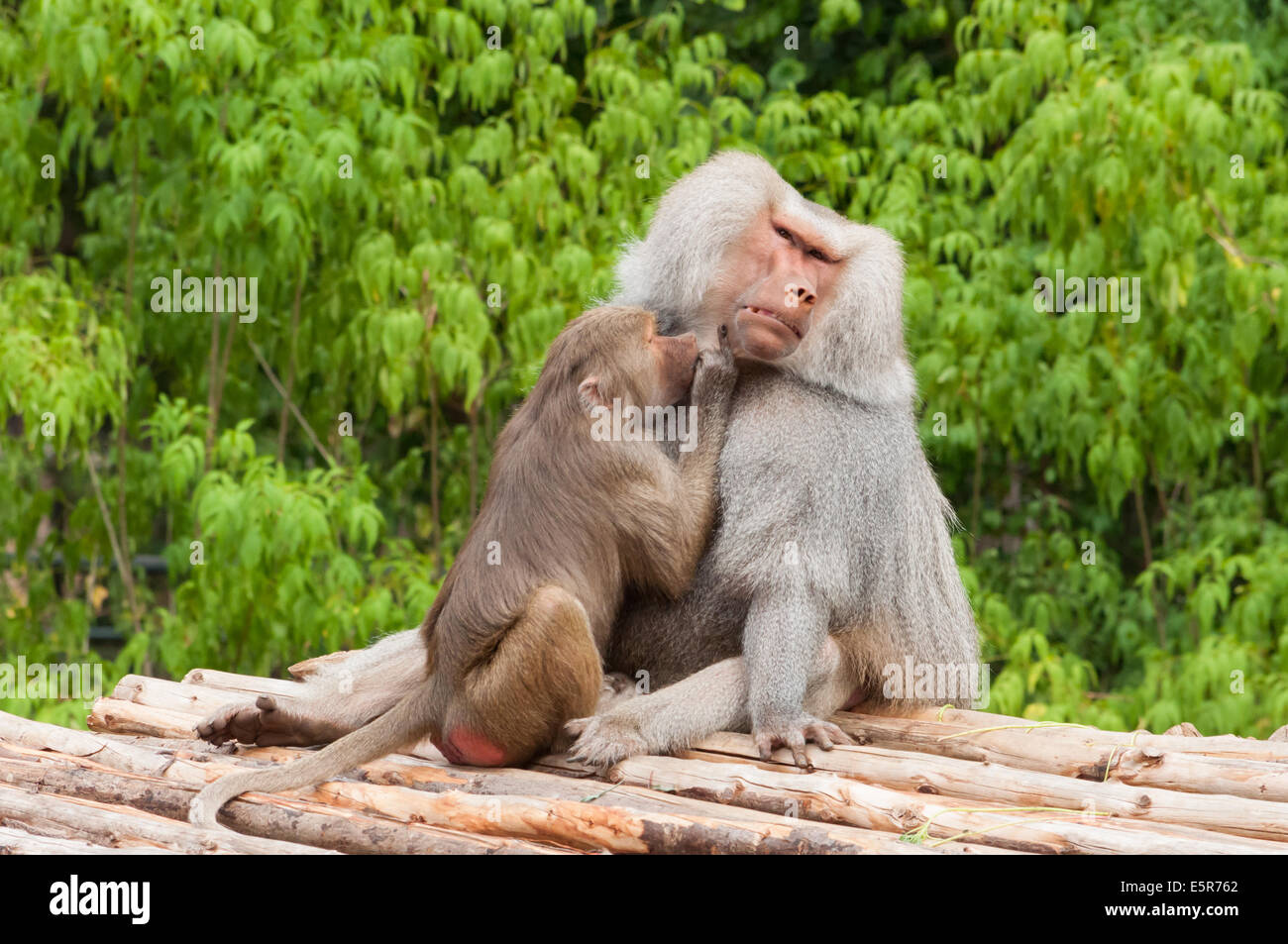 Afrikanische paviane -Fotos und -Bildmaterial in hoher Auflösung – Alamy