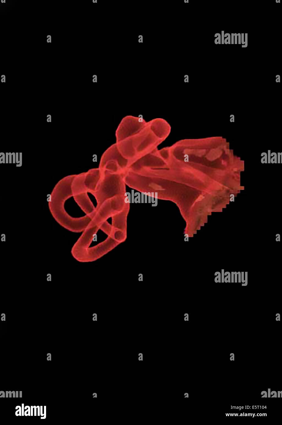 Membranous Labyrinth Stockfotos und -bilder Kaufen - Alamy