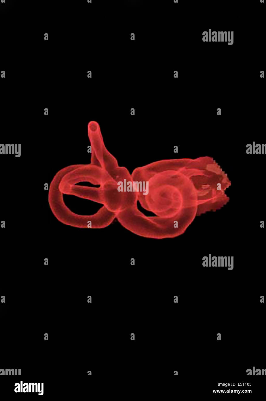 Membranous labyrinth -Fotos und -Bildmaterial in hoher Auflösung – Alamy
