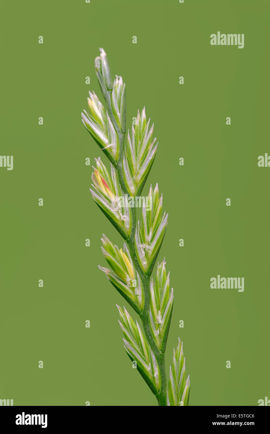 Deutsches Weidelgras Stockfotos und -bilder Kaufen - Alamy