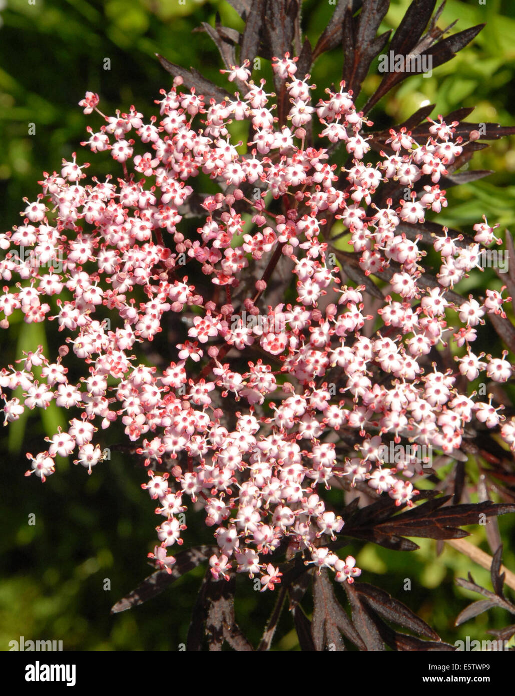 Sambuca flower -Fotos und -Bildmaterial in hoher Auflösung – Alamy