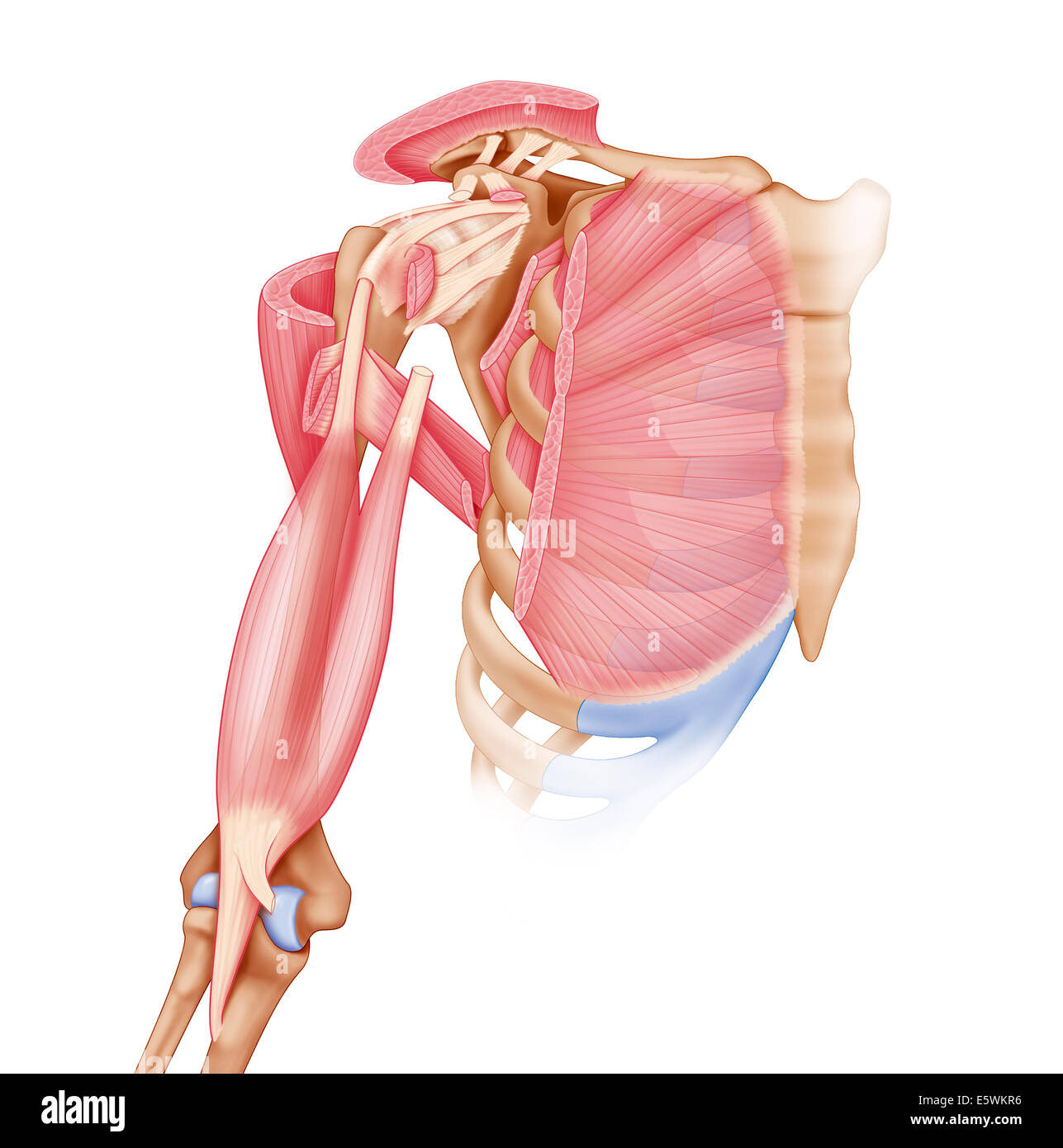 Menschliche schultermuskeln Stockfotos und -bilder Kaufen - Alamy