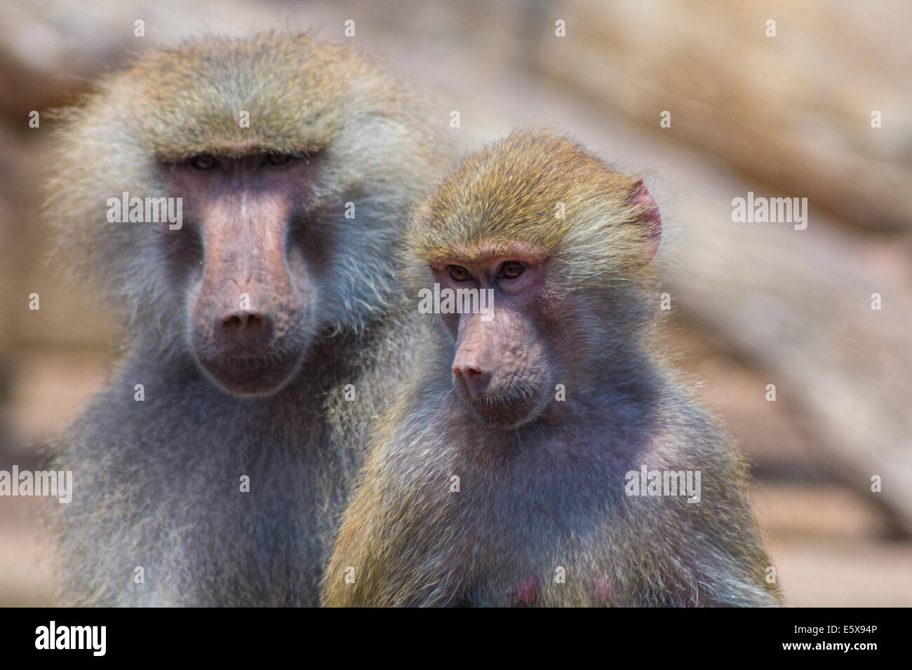 Paviane unterschreiben -Fotos und -Bildmaterial in hoher Auflösung – Alamy