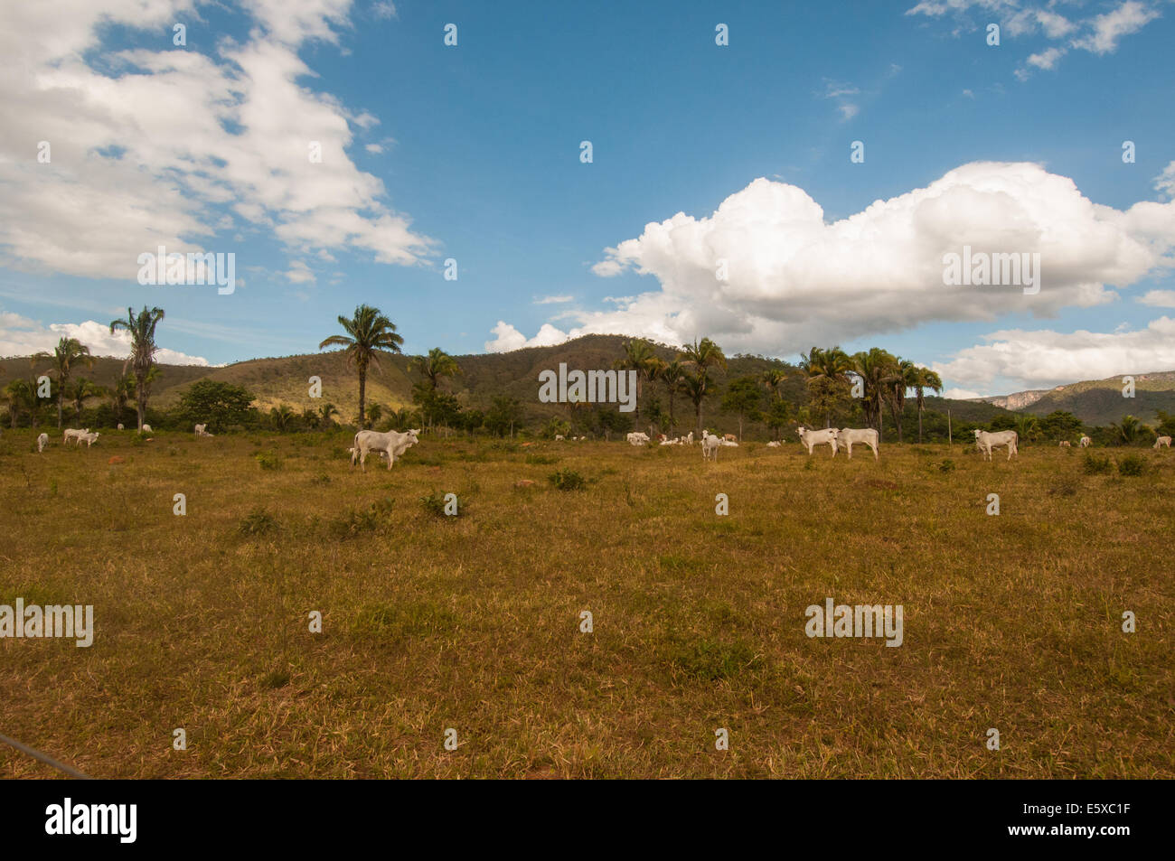 Zebu rinder -Fotos und -Bildmaterial in hoher Auflösung – Alamy