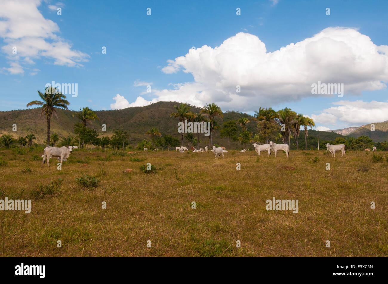Zebu Rinder Stockfotos und -bilder Kaufen - Alamy