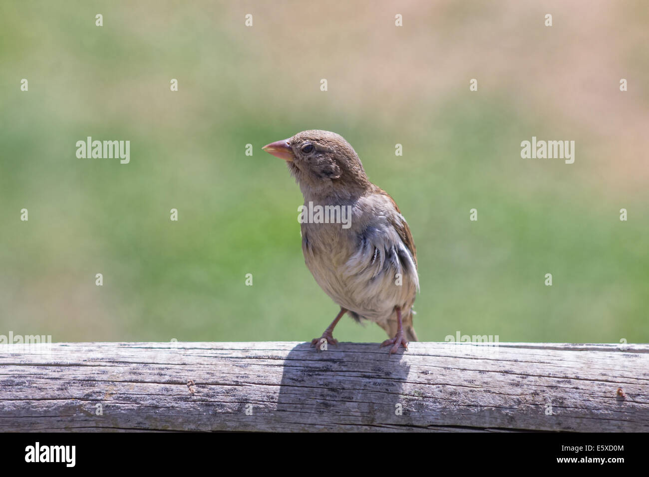 Dioses animales -Fotos und -Bildmaterial in hoher Auflösung – Alamy