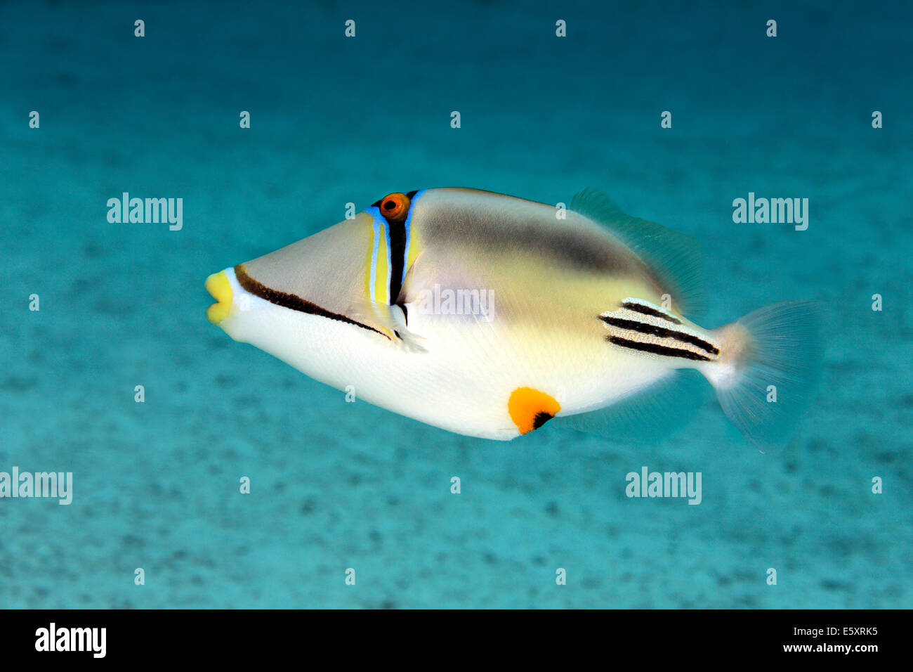 Picasso-Drückerfisch (Rhinecanthus Assasi), Makadi Bay, Rotes Meer ...