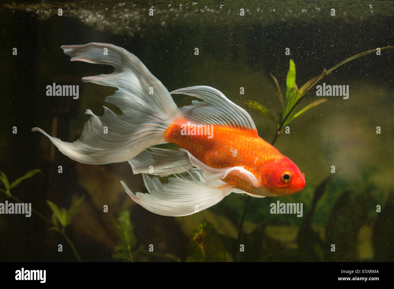 Carassius gibelio forma auratus -Fotos und -Bildmaterial in hoher ...