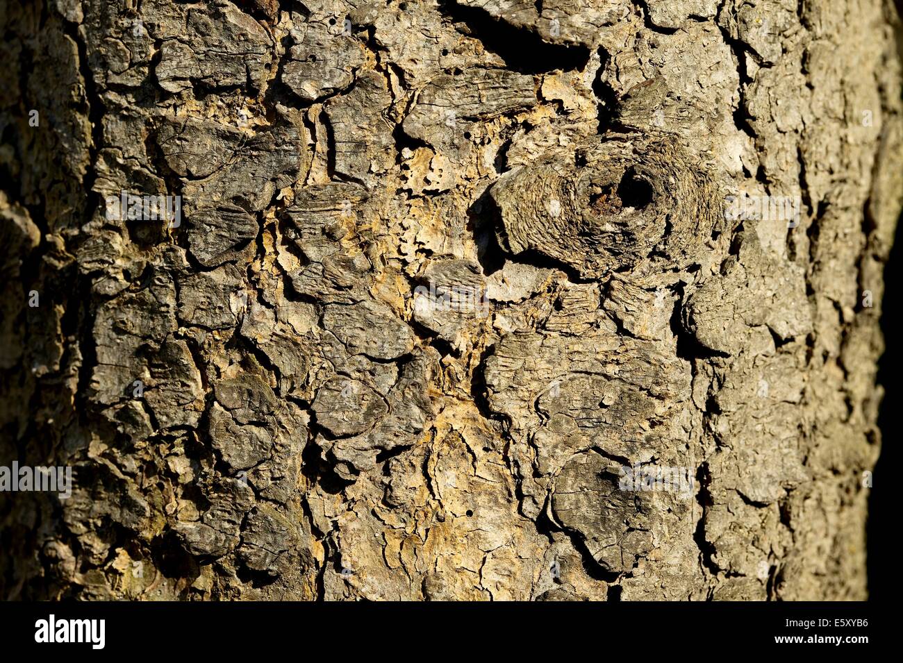 Baumstamm rinde -Fotos und -Bildmaterial in hoher Auflösung – Alamy