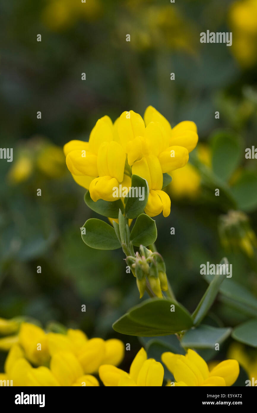 Genista strauch -Fotos und -Bildmaterial in hoher Auflösung – Alamy