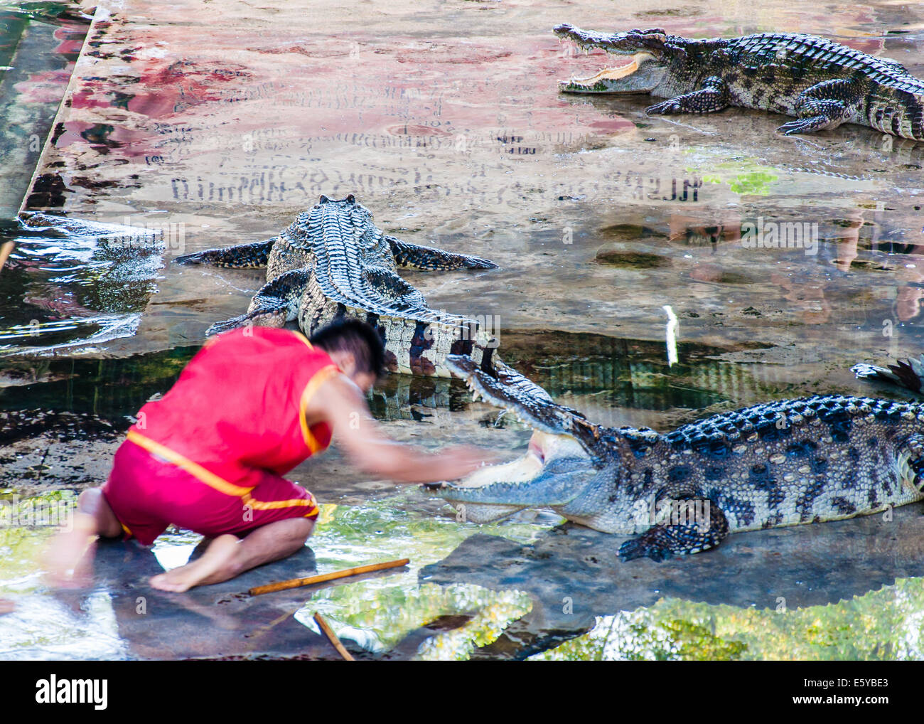 Krokodilfarm in thailand -Fotos und -Bildmaterial in hoher Auflösung ...