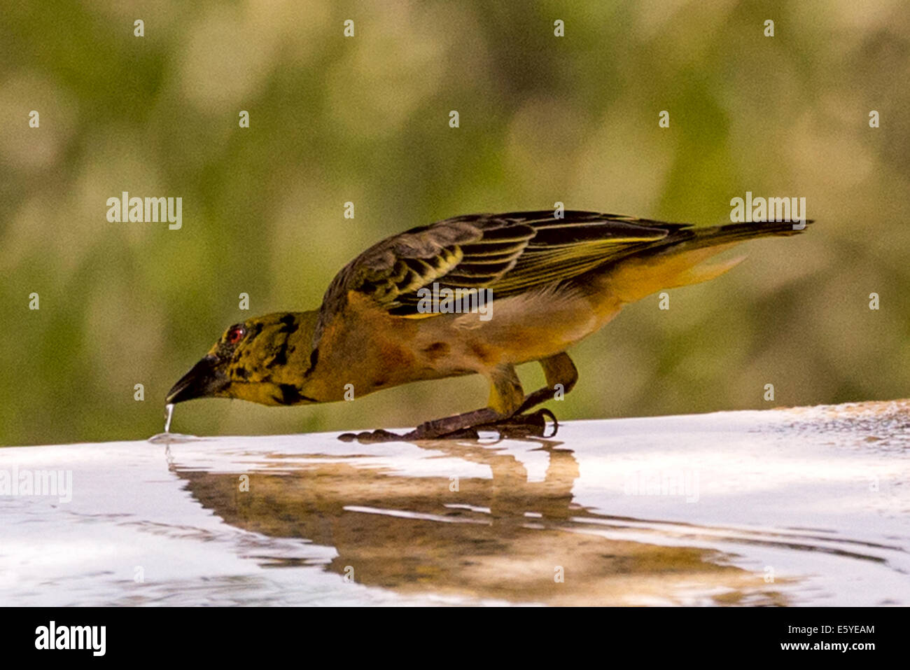 Auch bekannt als der spotted backed weaver oder black heade weaverin ...