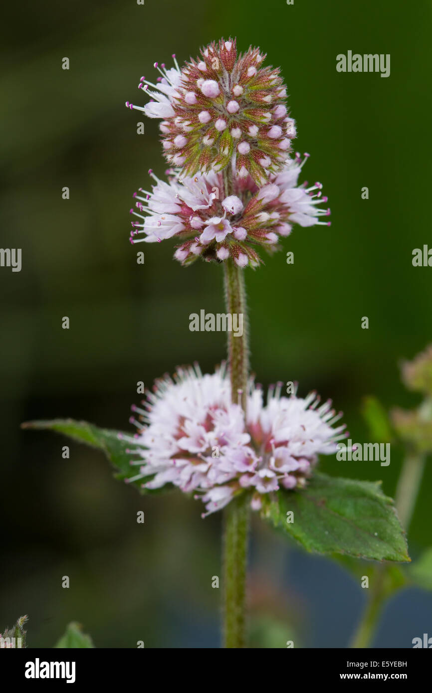 Minze blume -Fotos und -Bildmaterial in hoher Auflösung – Alamy