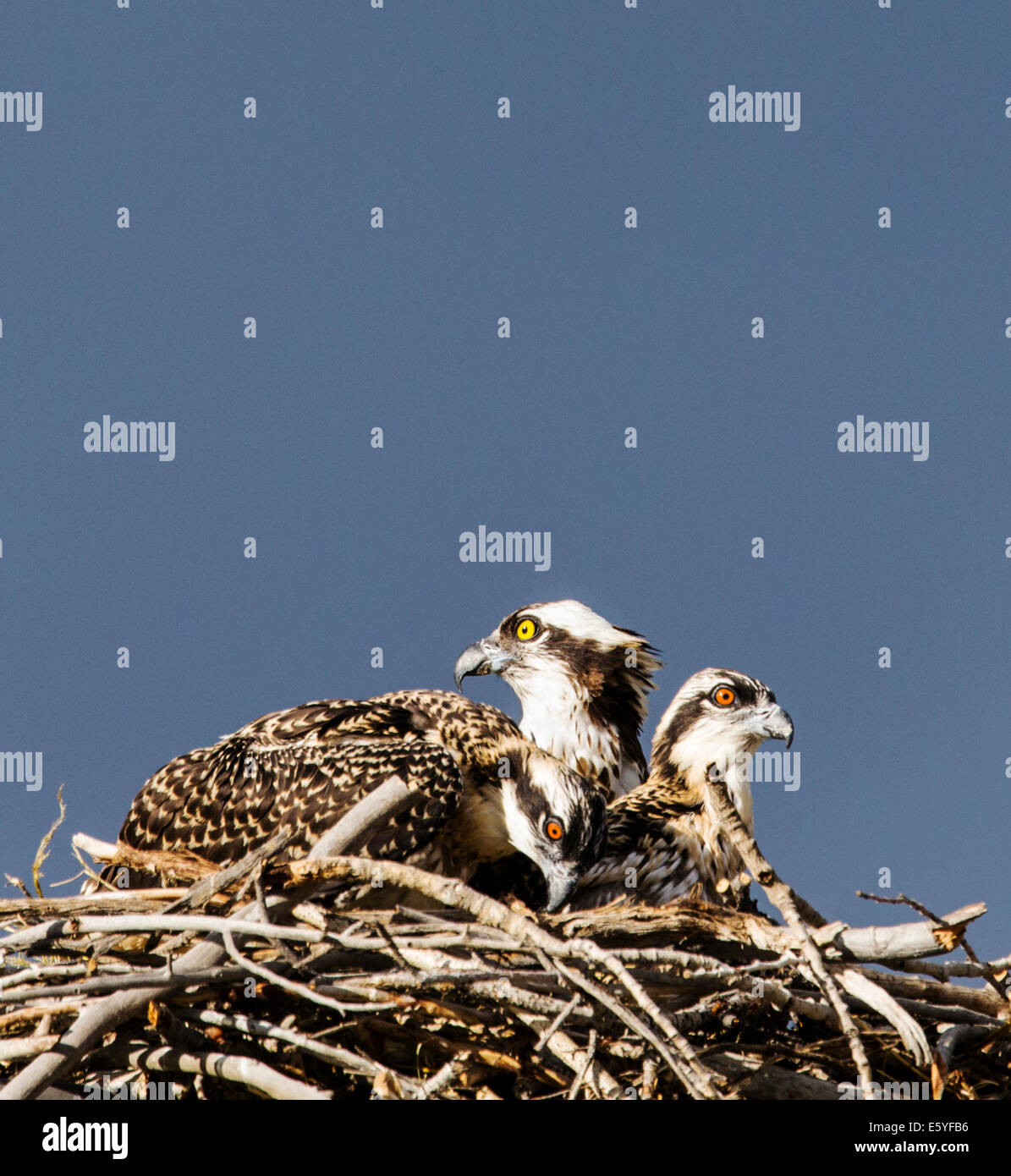 Erwachsenen Osprey & junge im Nest, Pandion Haliaetus, Sea Hawk, Fisch ...