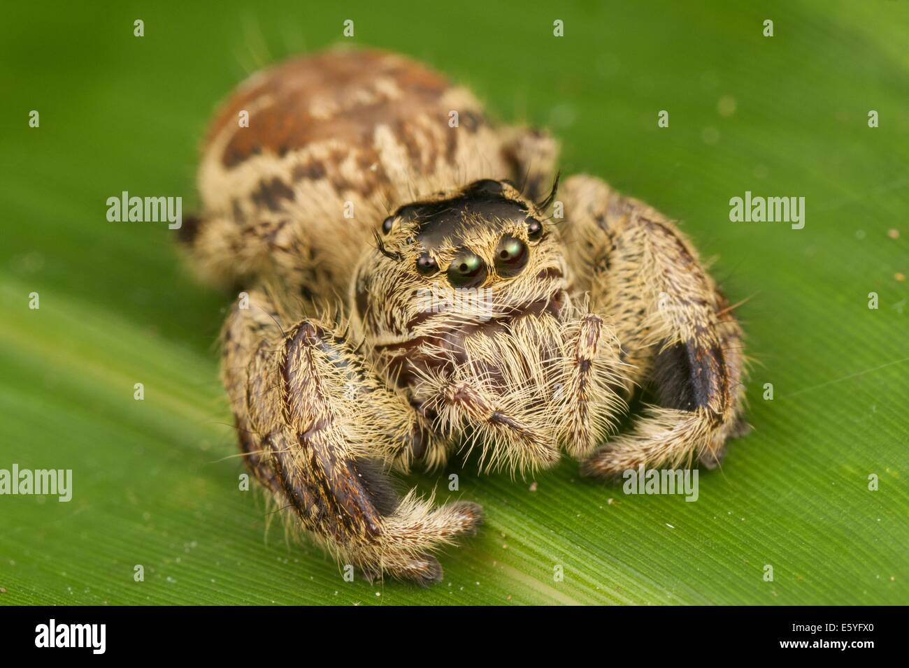 Die springenden Spinne Familie (Salticidae) enthält mehr als 500 ...