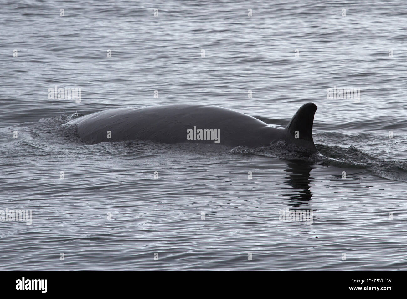 Zwerg arktis -Fotos und -Bildmaterial in hoher Auflösung – Alamy