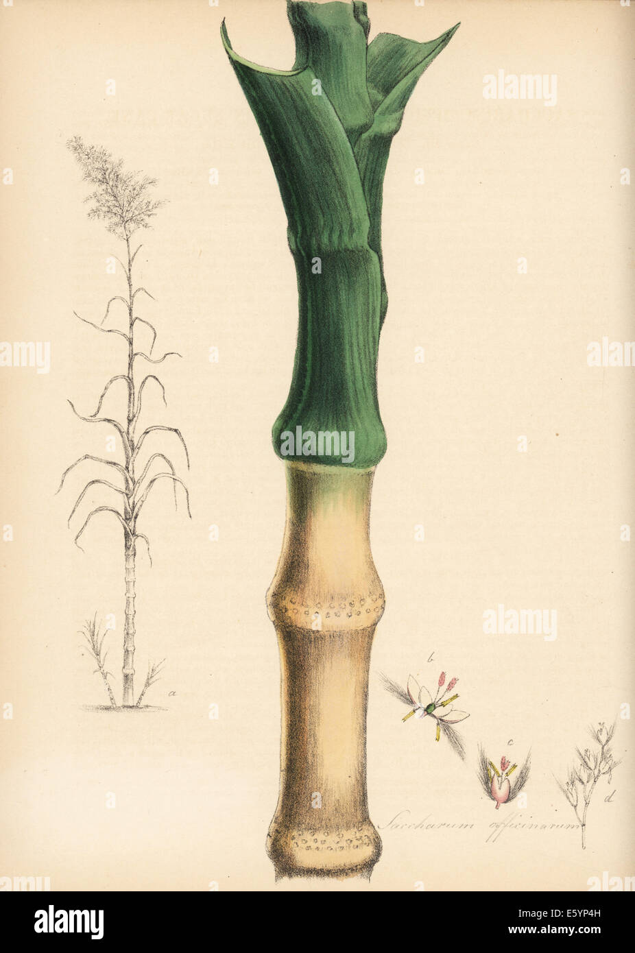 Zuckerrohr Saccharum Officinarum, mit Zuckerrohr Stiel und Blatt ...