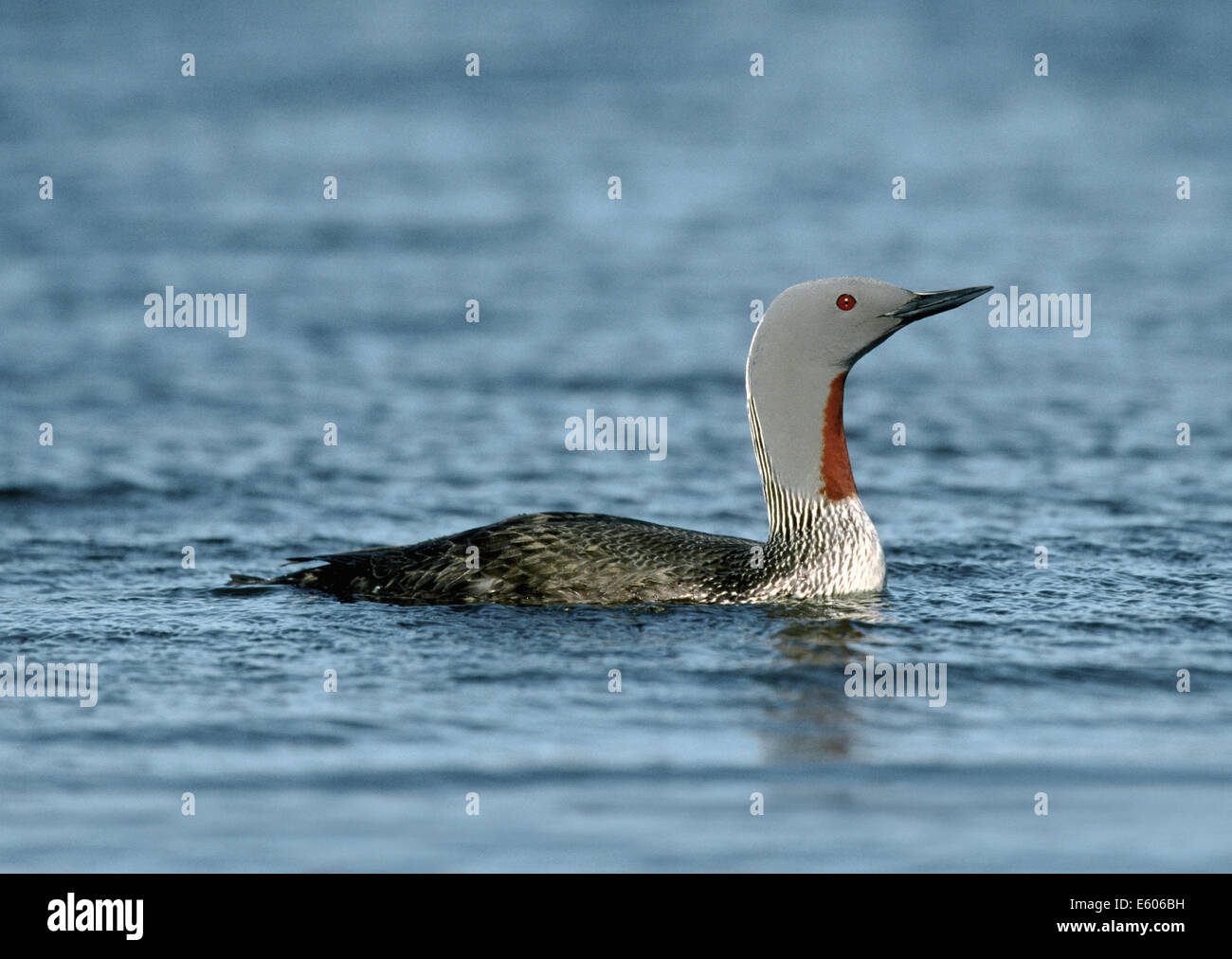 Schwimmender taucher -Fotos und -Bildmaterial in hoher Auflösung – Alamy